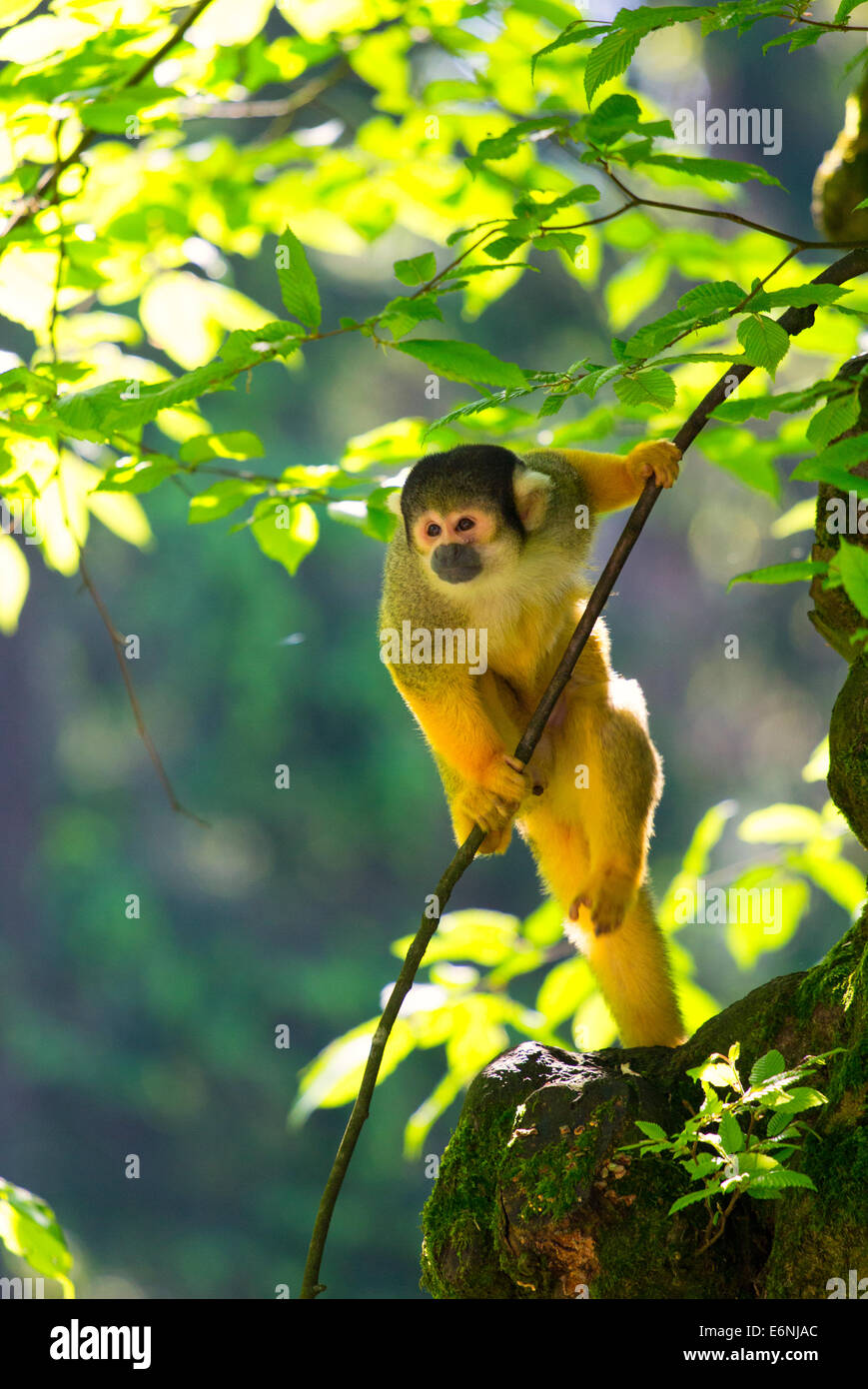 Squirrel monkey sitting on tree branch looking at something Stock Photo ...