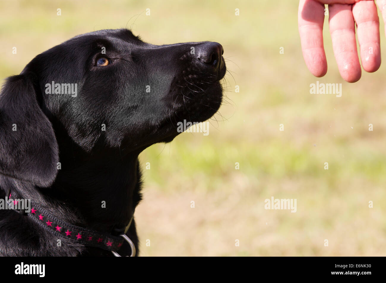 Young Black Labrador puppy in training Stock Photo - Alamy
