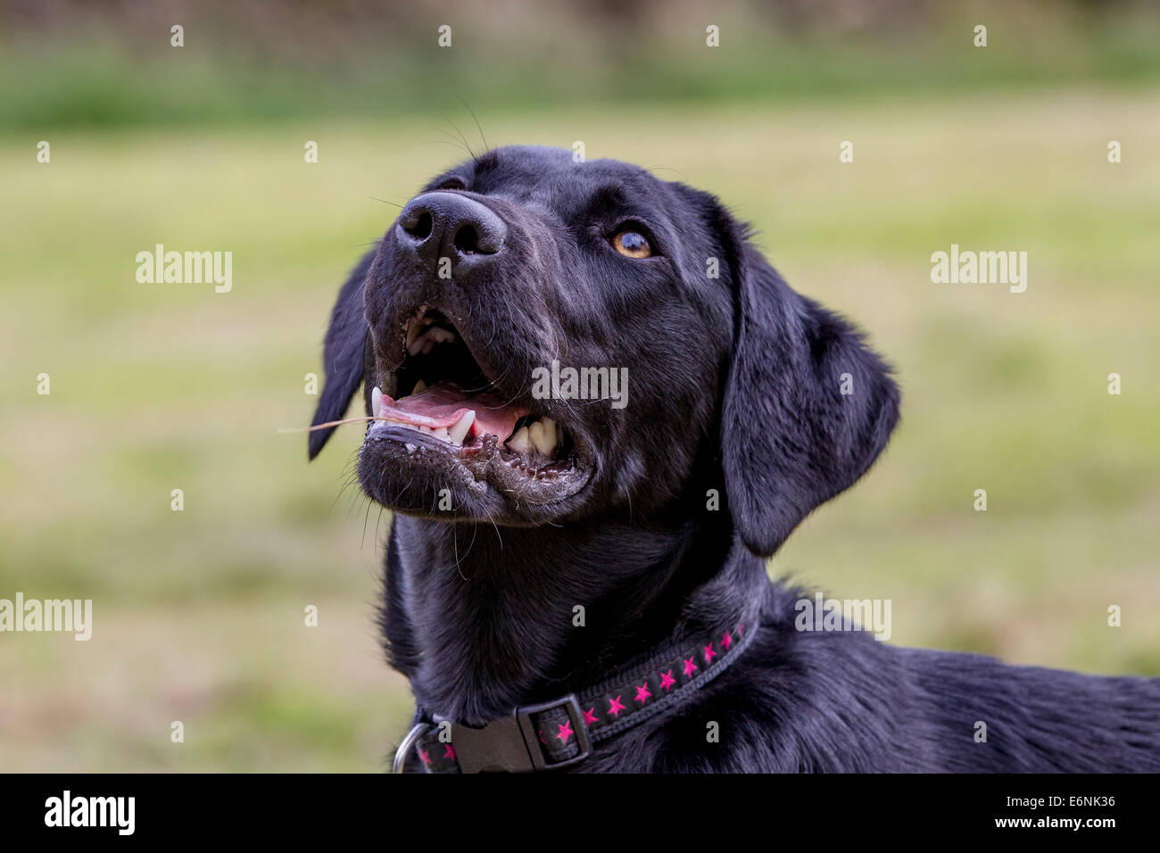 Young Black Labrador puppy in training Stock Photo - Alamy