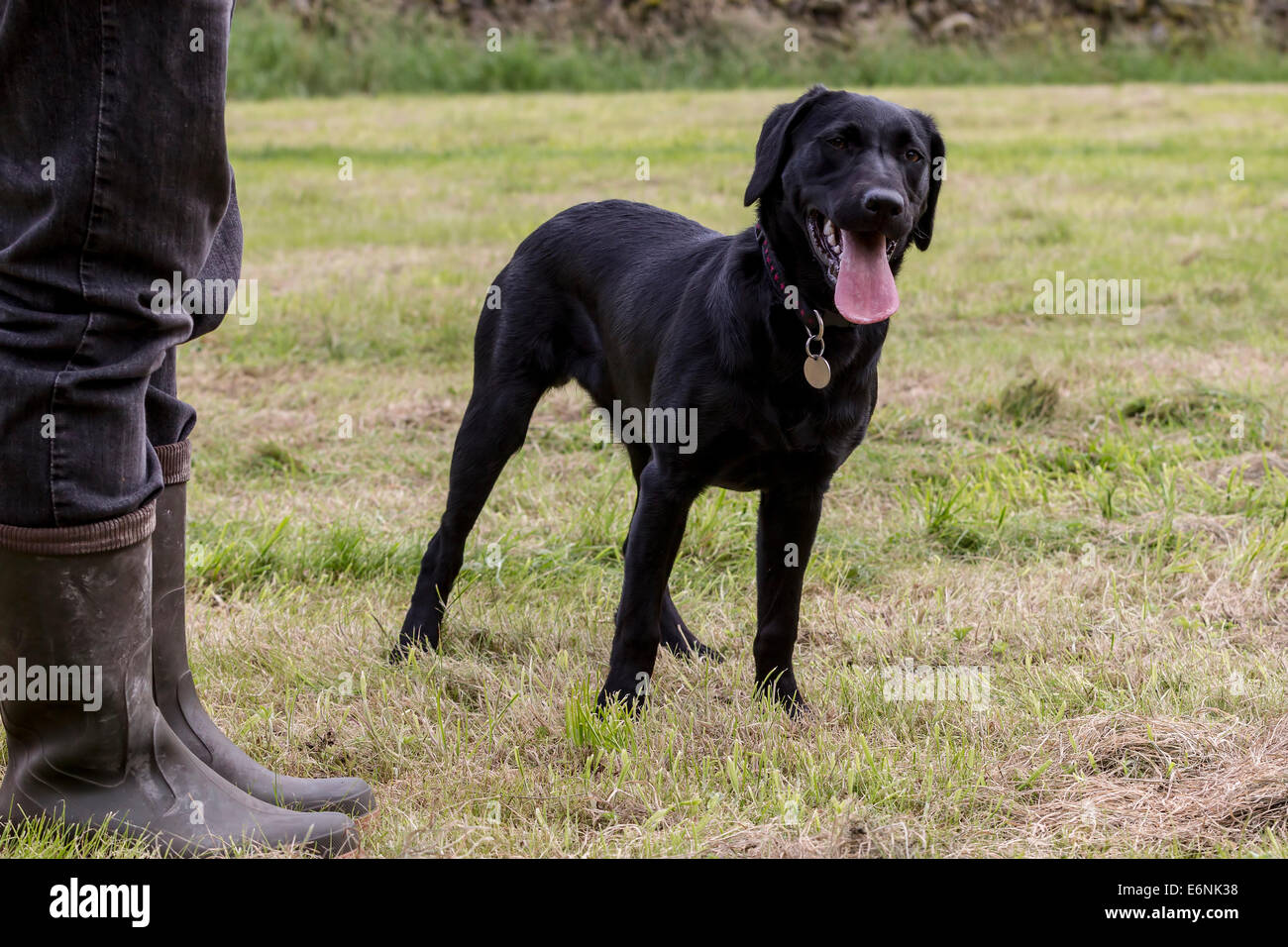 Young Black Labrador puppy in training Stock Photo - Alamy