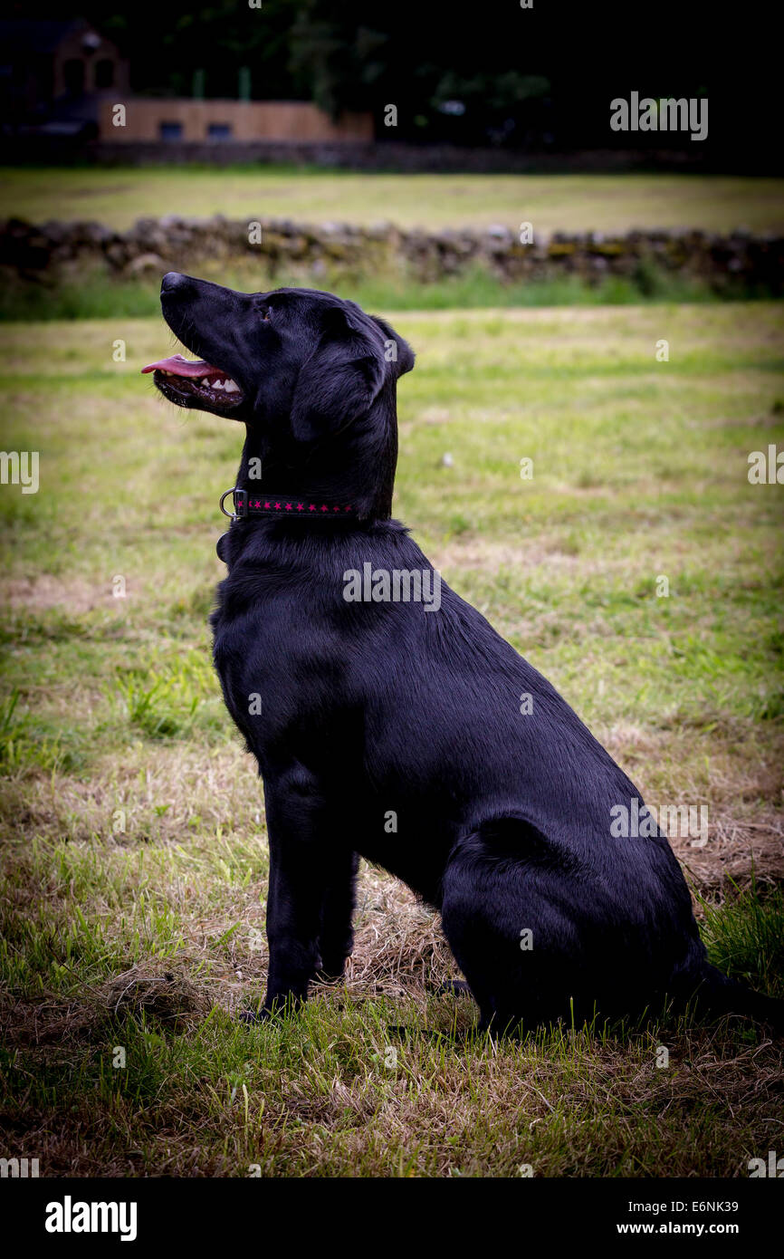 Young Black Labrador puppy in training Stock Photo - Alamy