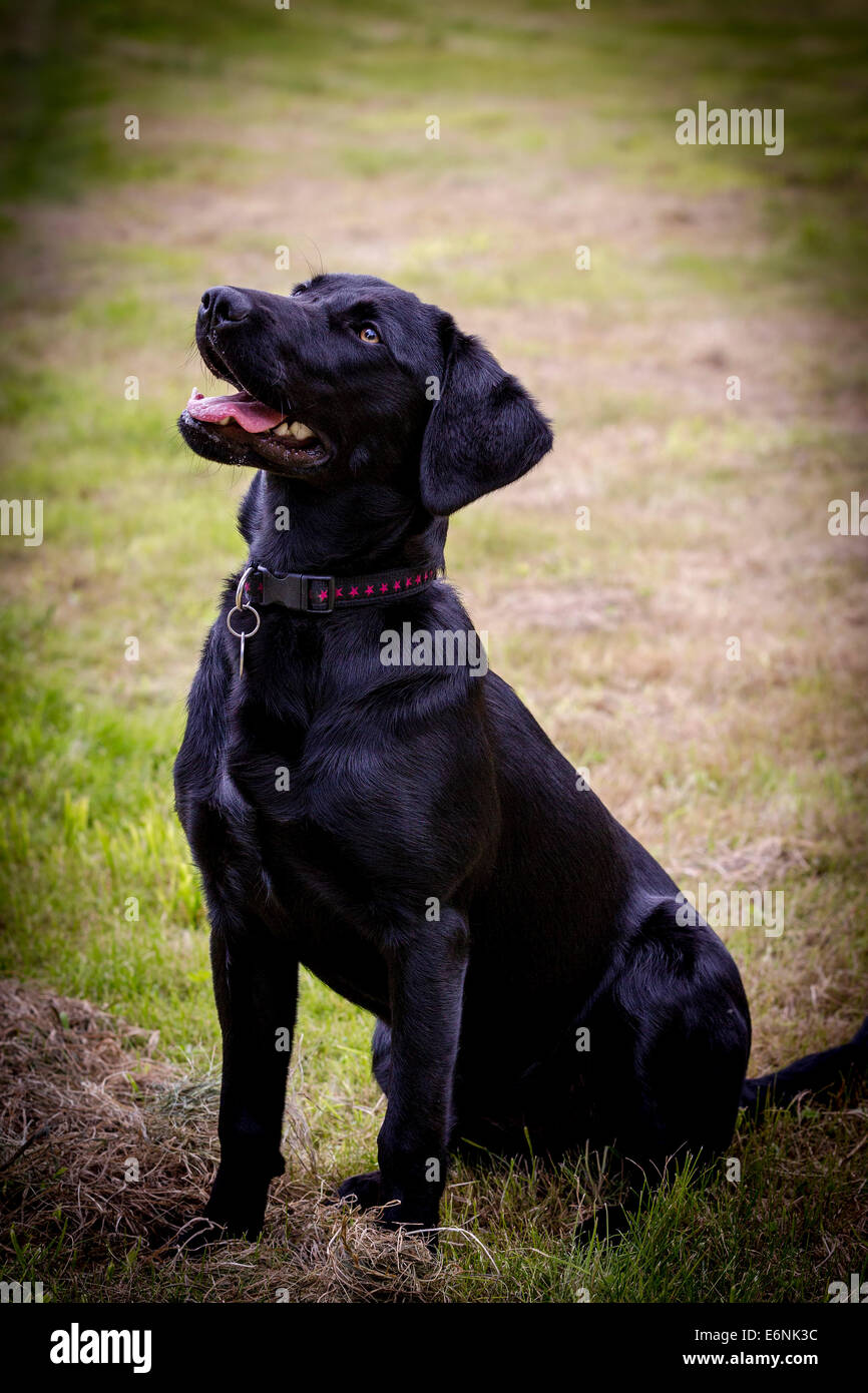 Young Black Labrador puppy in training Stock Photo - Alamy