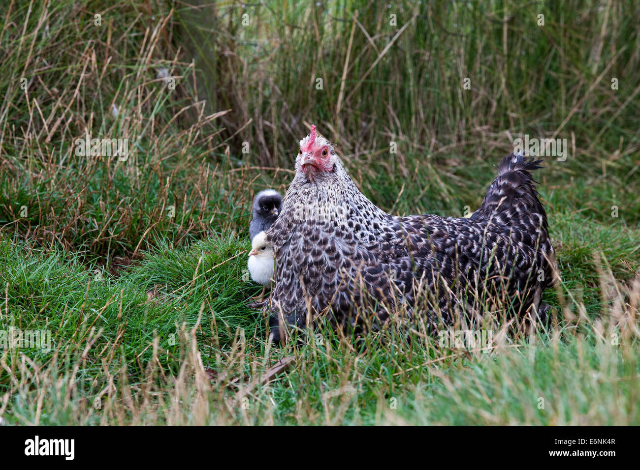Black chicks hi-res stock photography and images - Alamy