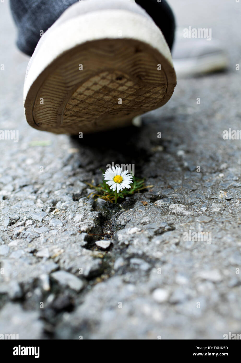 Environment danger concept idea with booth crushing flower Stock Photo ...