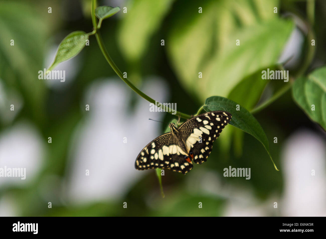 A Common Lime Butterfly (Papilio demoleus), in the Butterfly Paradise ...
