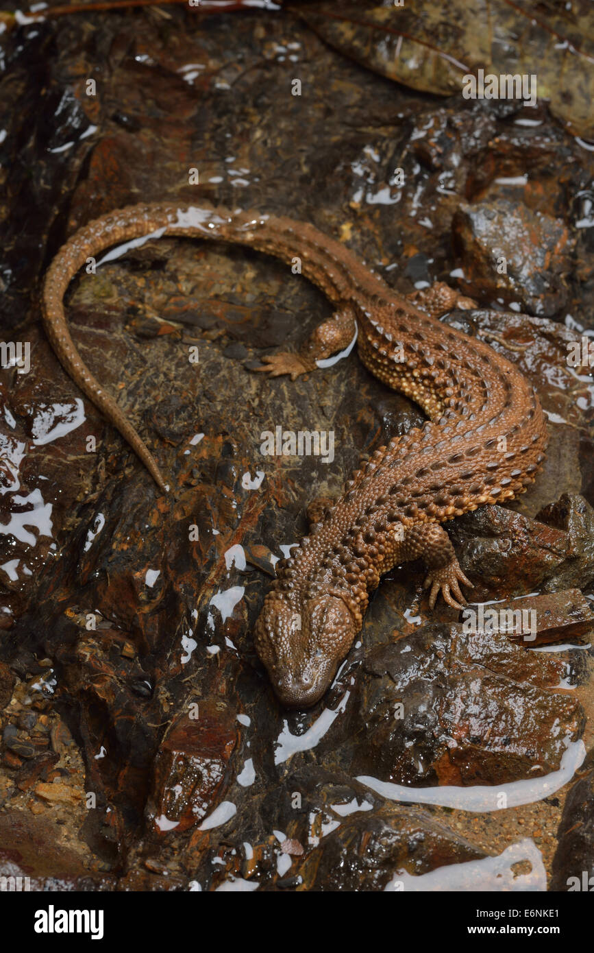 Bornean Earless Monitor Lanthanotus borneensis Stock Photo - Alamy