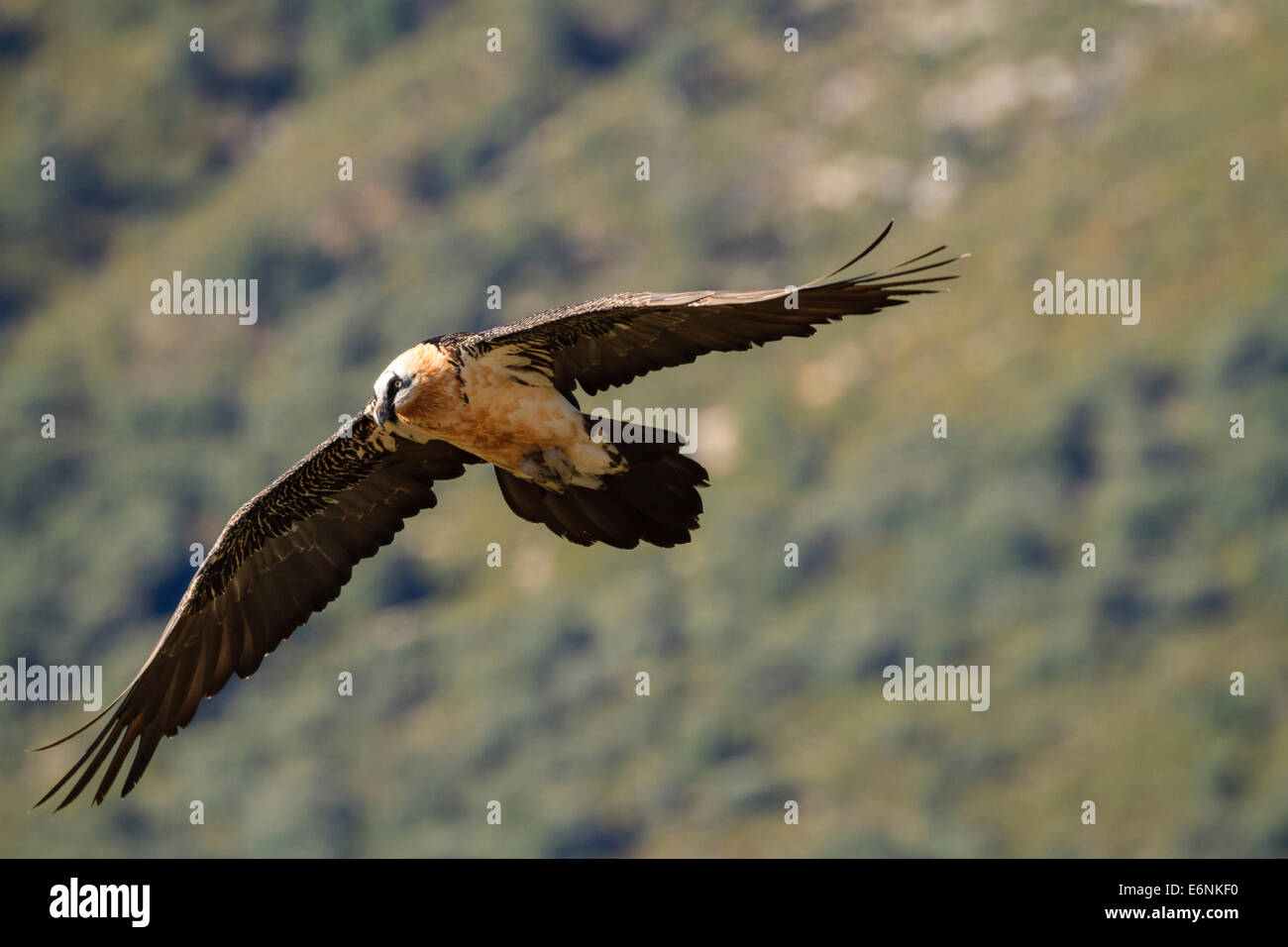 Vulture bird of prey bird spain spanish pyrenees hi-res stock ...