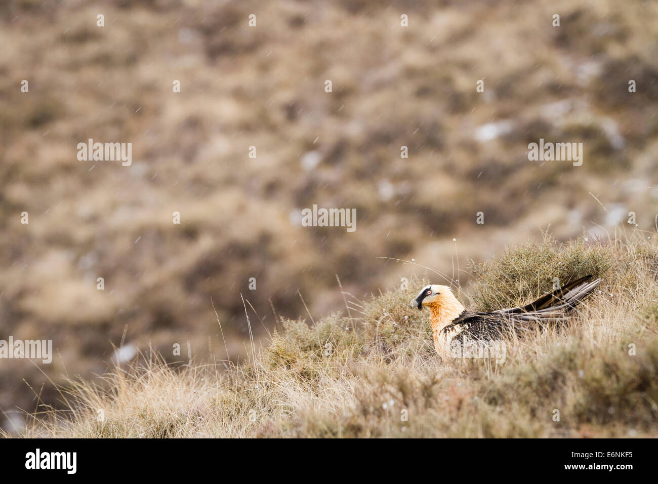 Vulture bird of prey bird spain spanish pyrenees hi-res stock ...