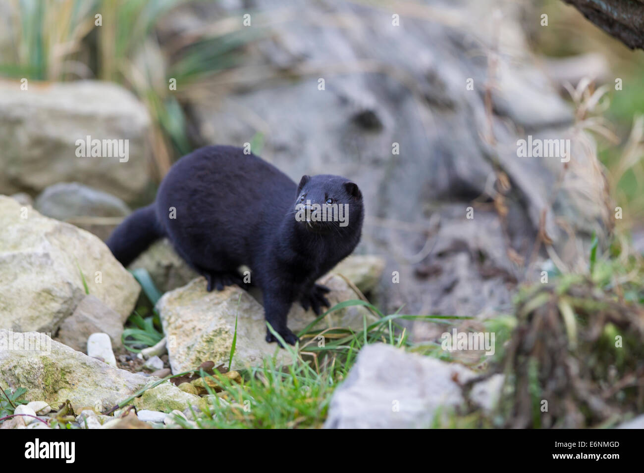Mink mustela vison hi-res stock photography and images - Alamy