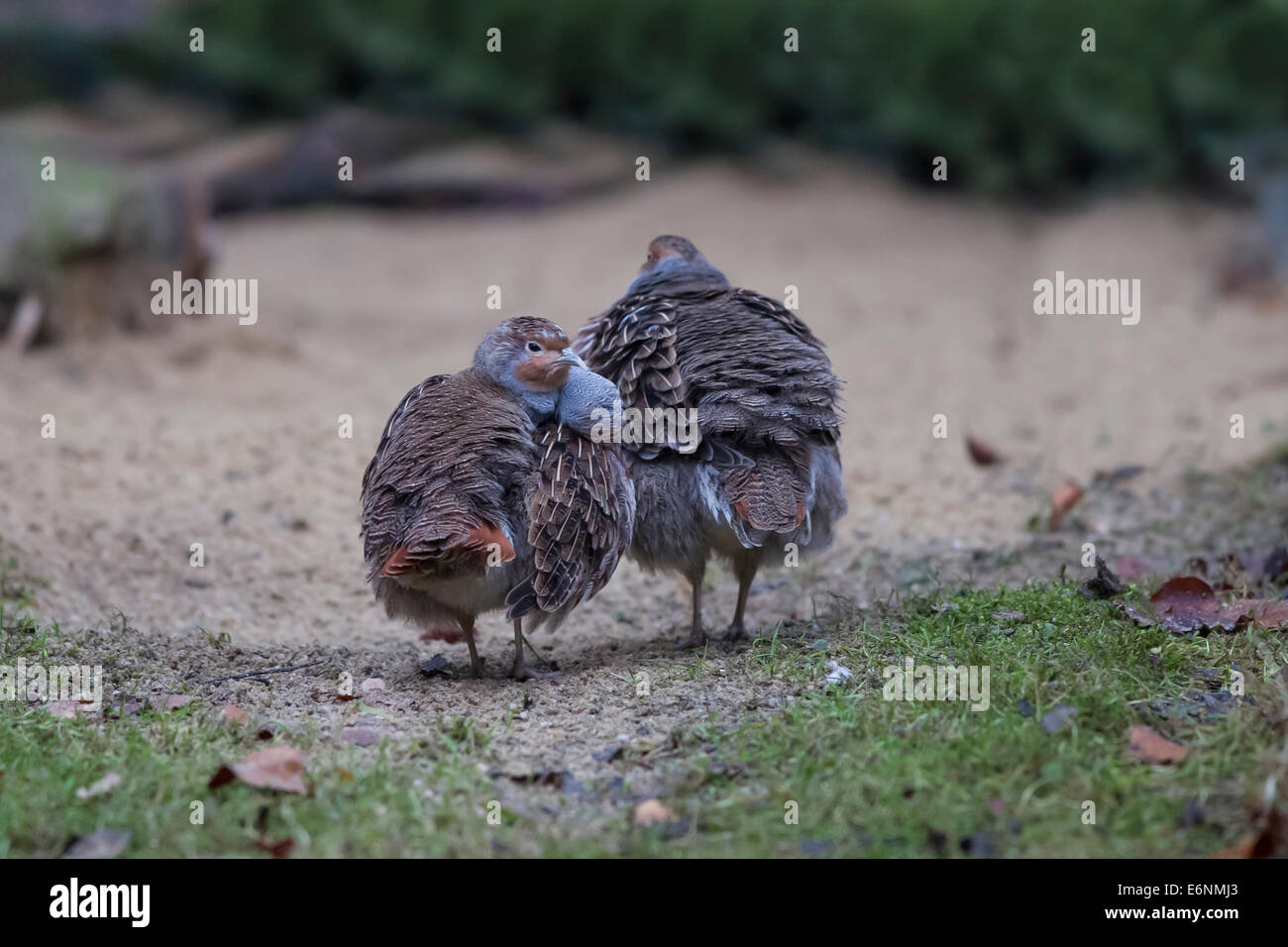 Rebhuhn Perdix perdix English partridge Hungarian Stock Photo - Alamy