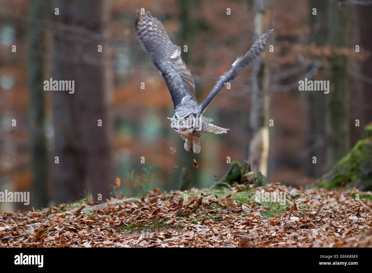 Bubo virginianus Great Horned Owl Virginia Uhu Stock Photo - Alamy