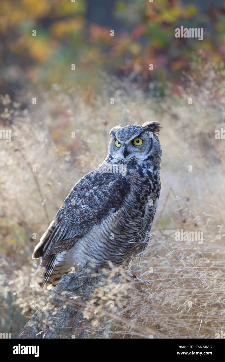 Bubo virginianus Great Horned Owl Virginia Uhu Stock Photo - Alamy