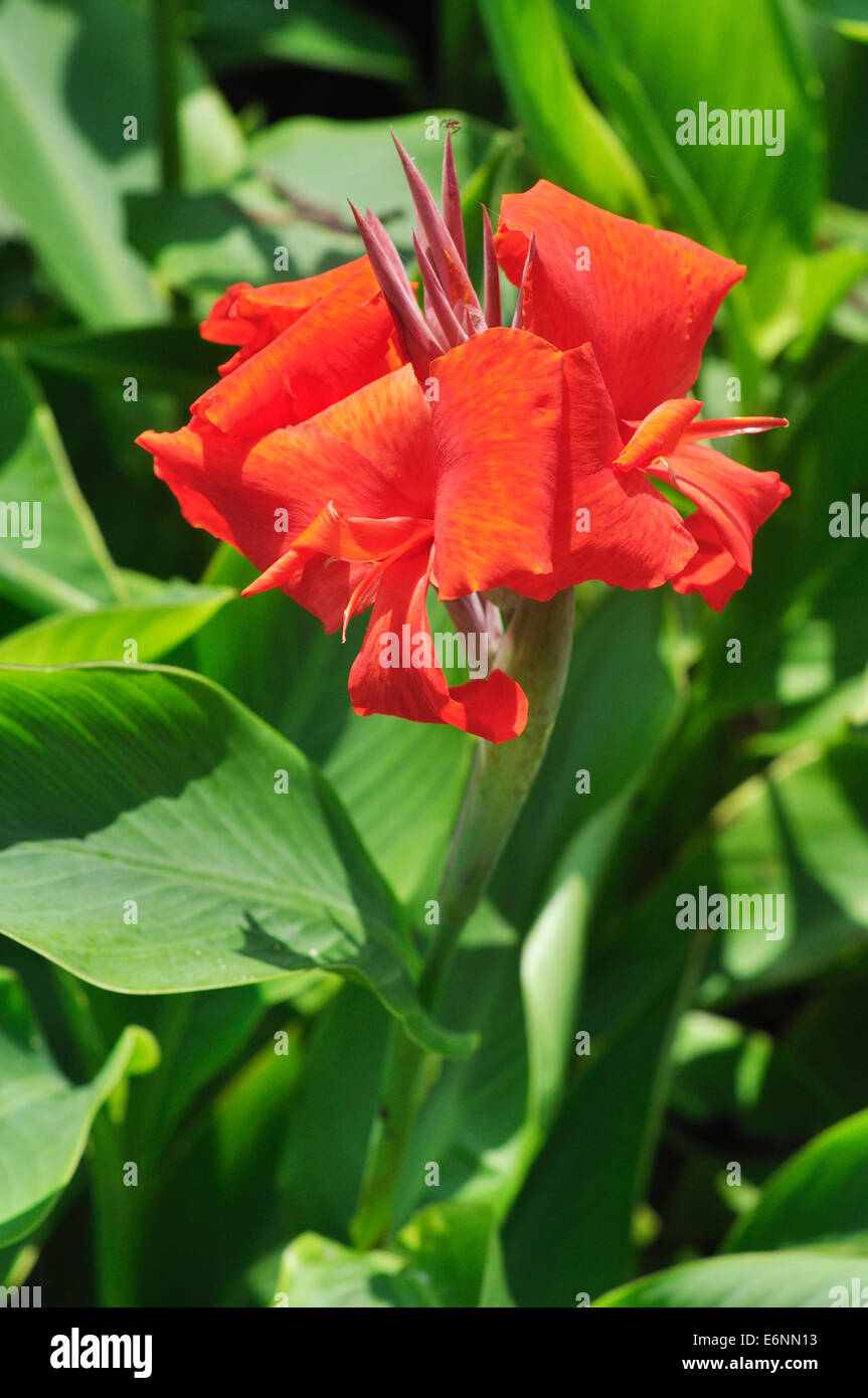 Orange red canna lily hi-res stock photography and images - Alamy