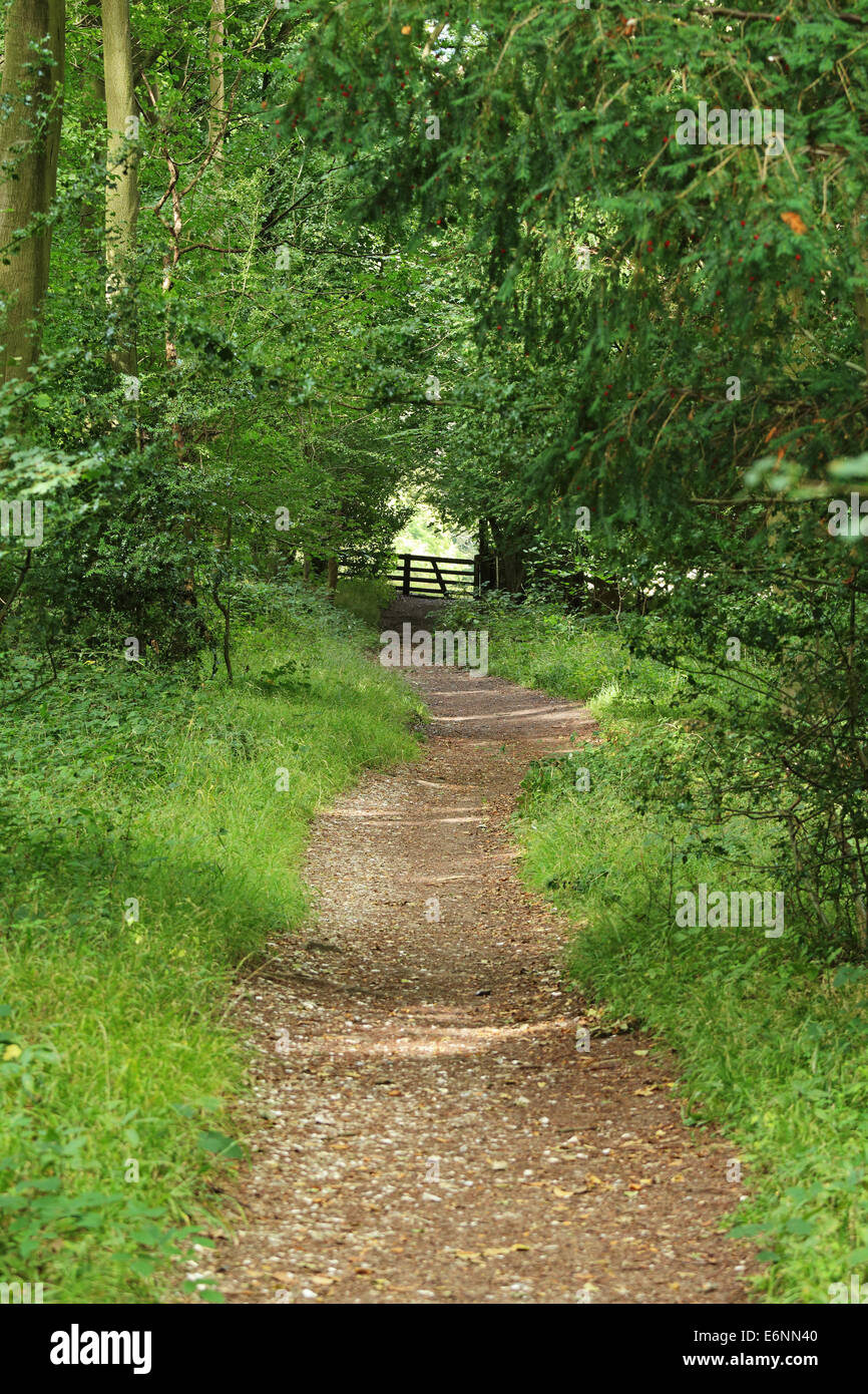 woodland path in the Chiltern Hills in England leading to a five bar ...