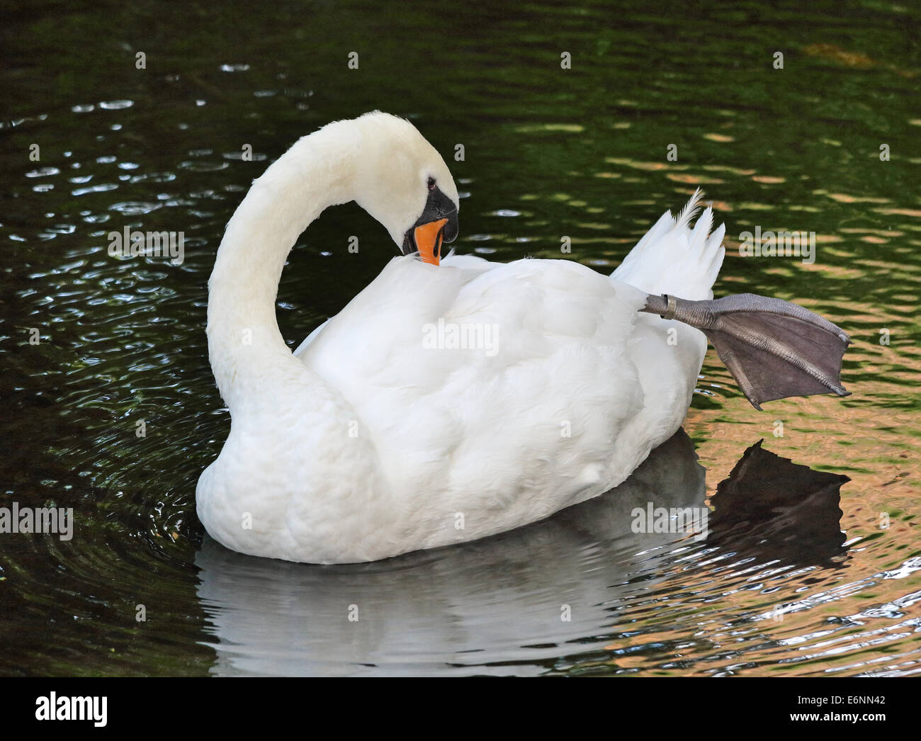 Swan preening itself hi-res stock photography and images - Alamy