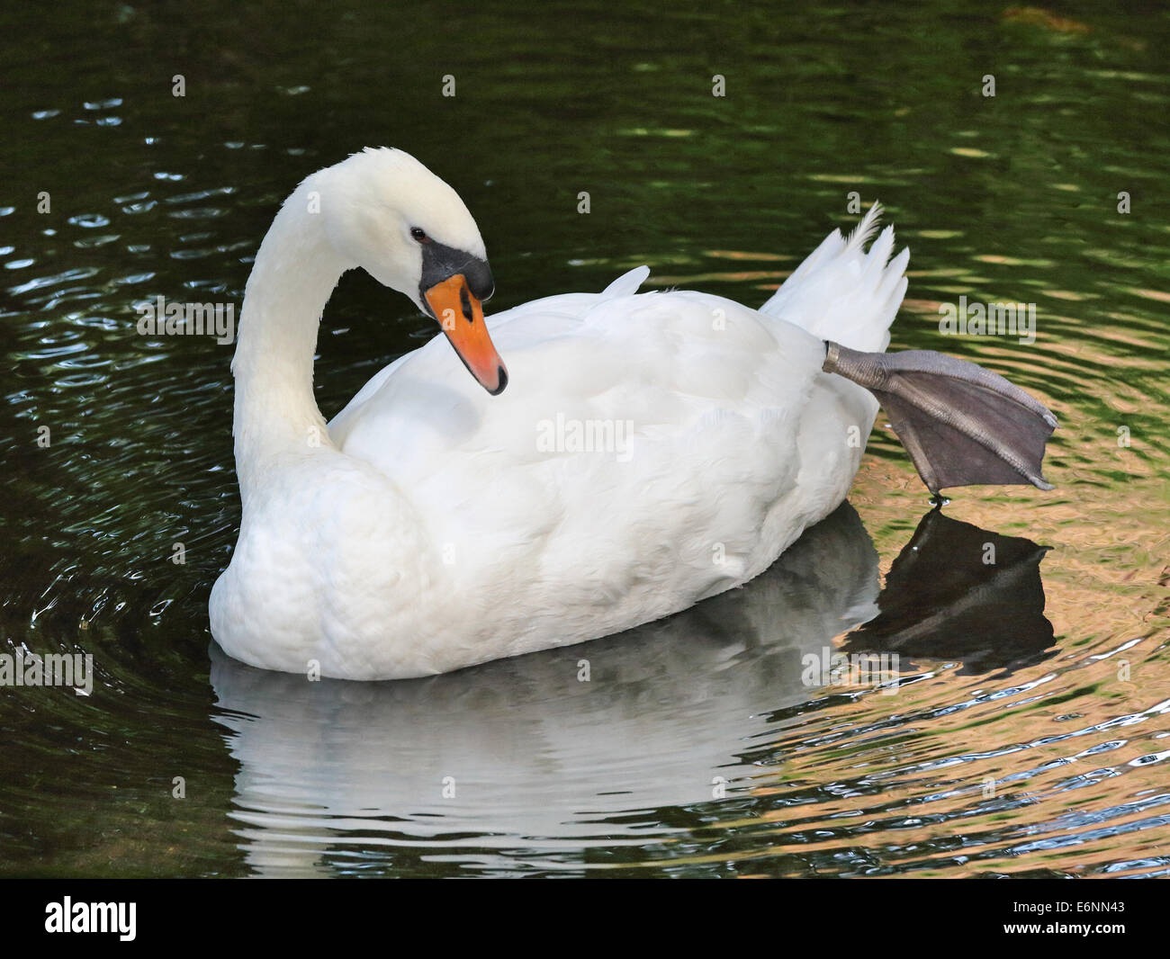 Swan preening hi-res stock photography and images - Alamy