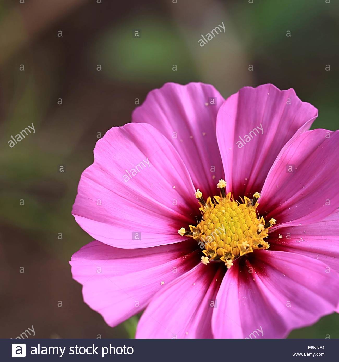 Cosmos herbaceous perennial hi-res stock photography and images - Alamy