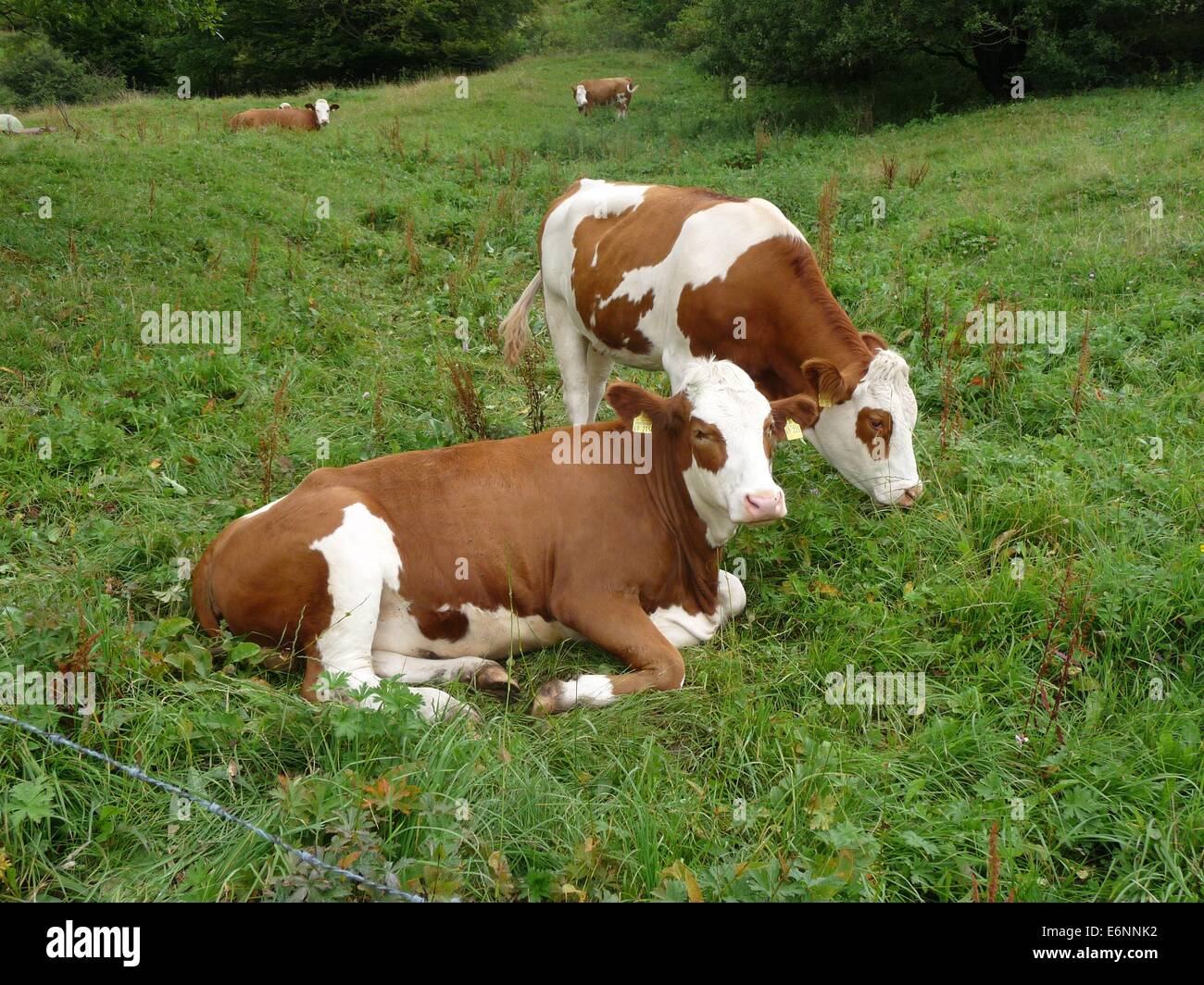 German Simmental cattle at Pferdskopf mountain in the mountain area ...