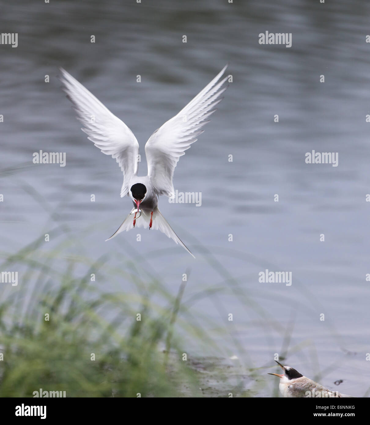 Arctic Tren With Fish, Sterna Paradisaea Stock Photo - Alamy