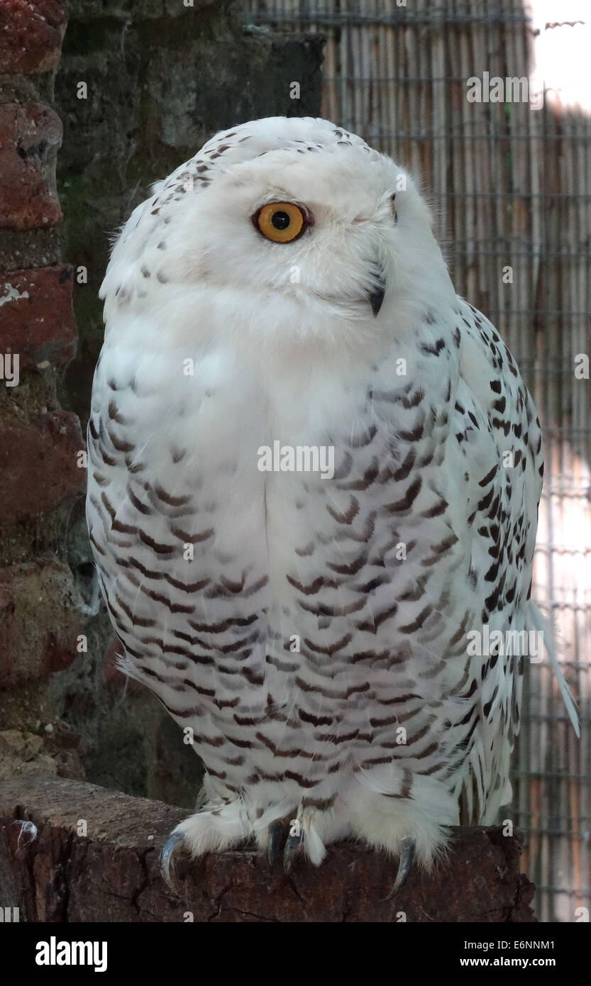 Tundra arktis hi-res stock photography and images - Alamy