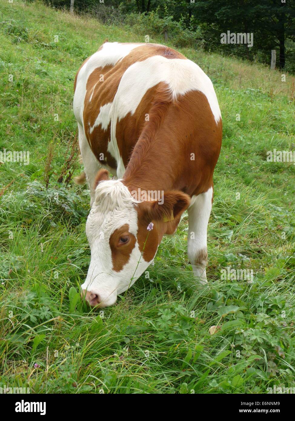 German Simmental High Resolution Stock Photography and Images - Alamy