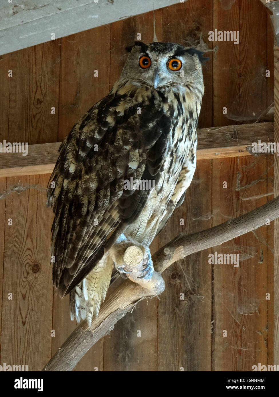 Uhu (Bubo bubo) Big Owl Stock Photo - Alamy