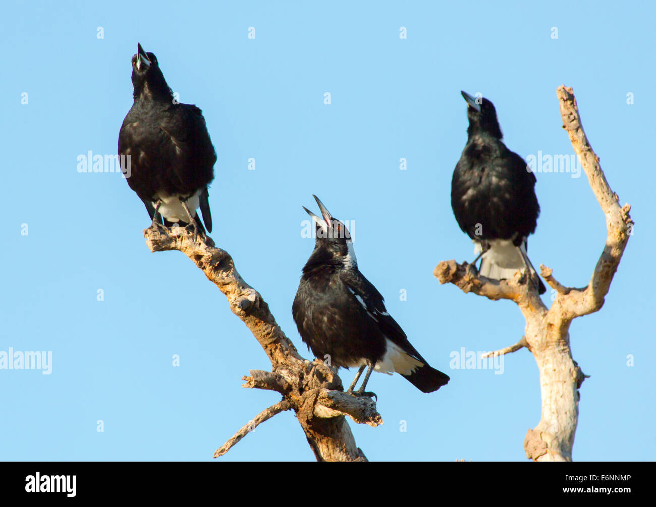 Australian Magpies in display, Cracticus tibicen Stock Photo - Alamy