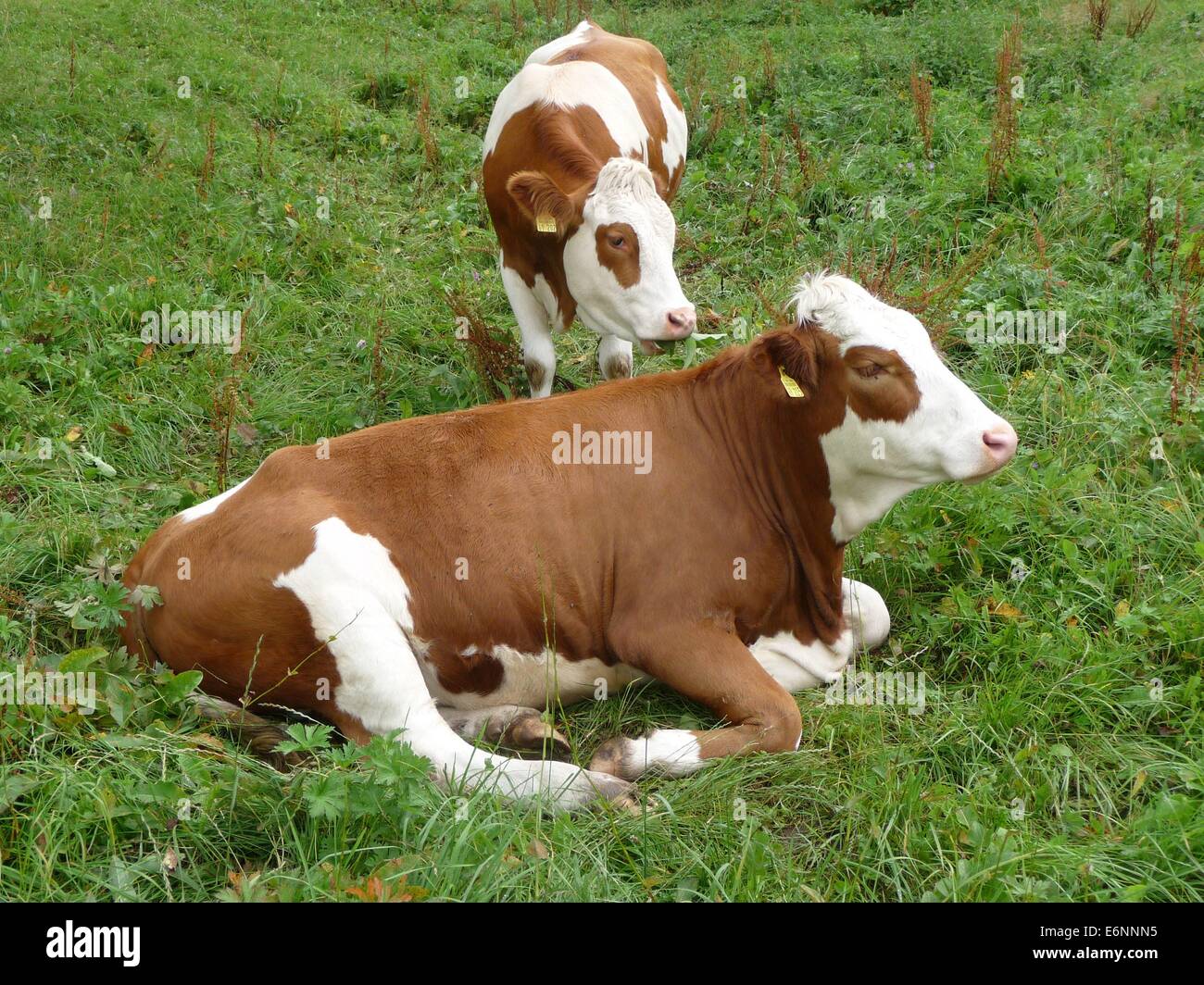 German Simmental High Resolution Stock Photography and Images - Alamy