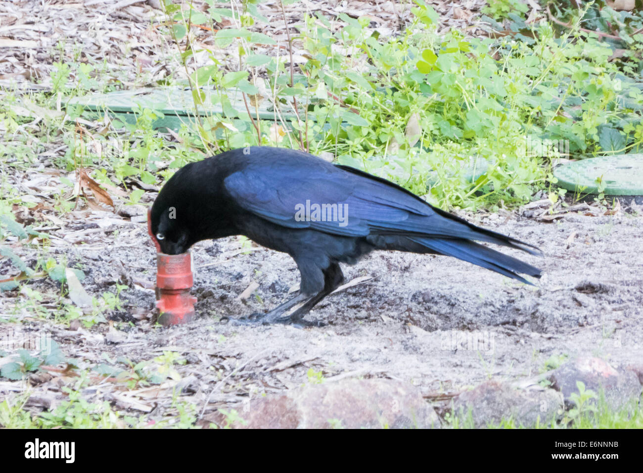 Coronoides hi-res stock photography and images - Alamy