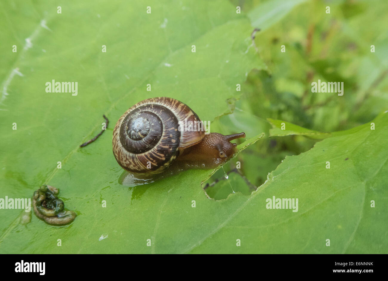 Garden Snail, Helix aspersa Stock Photo - Alamy
