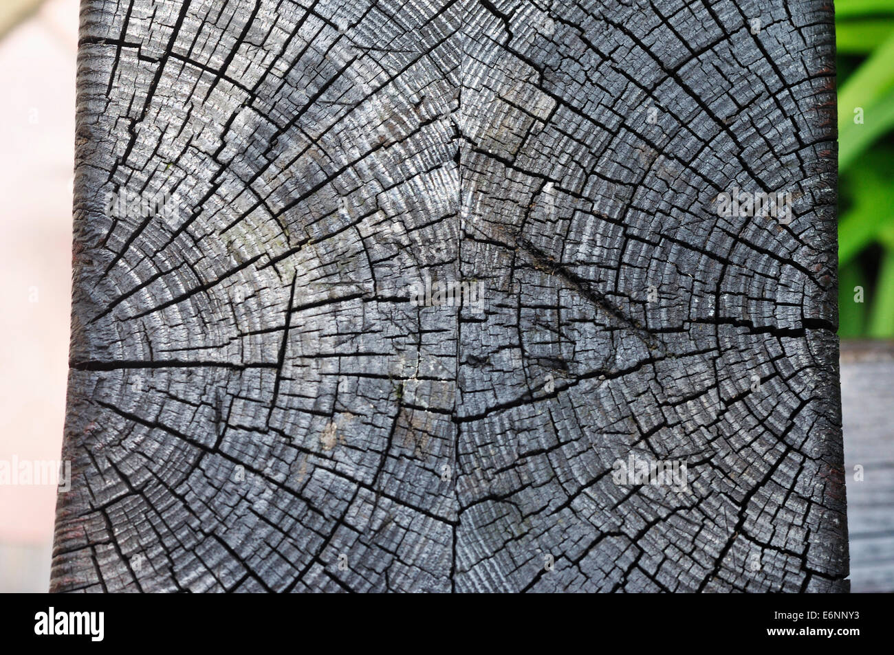 Tree rings above hi-res stock photography and images - Alamy