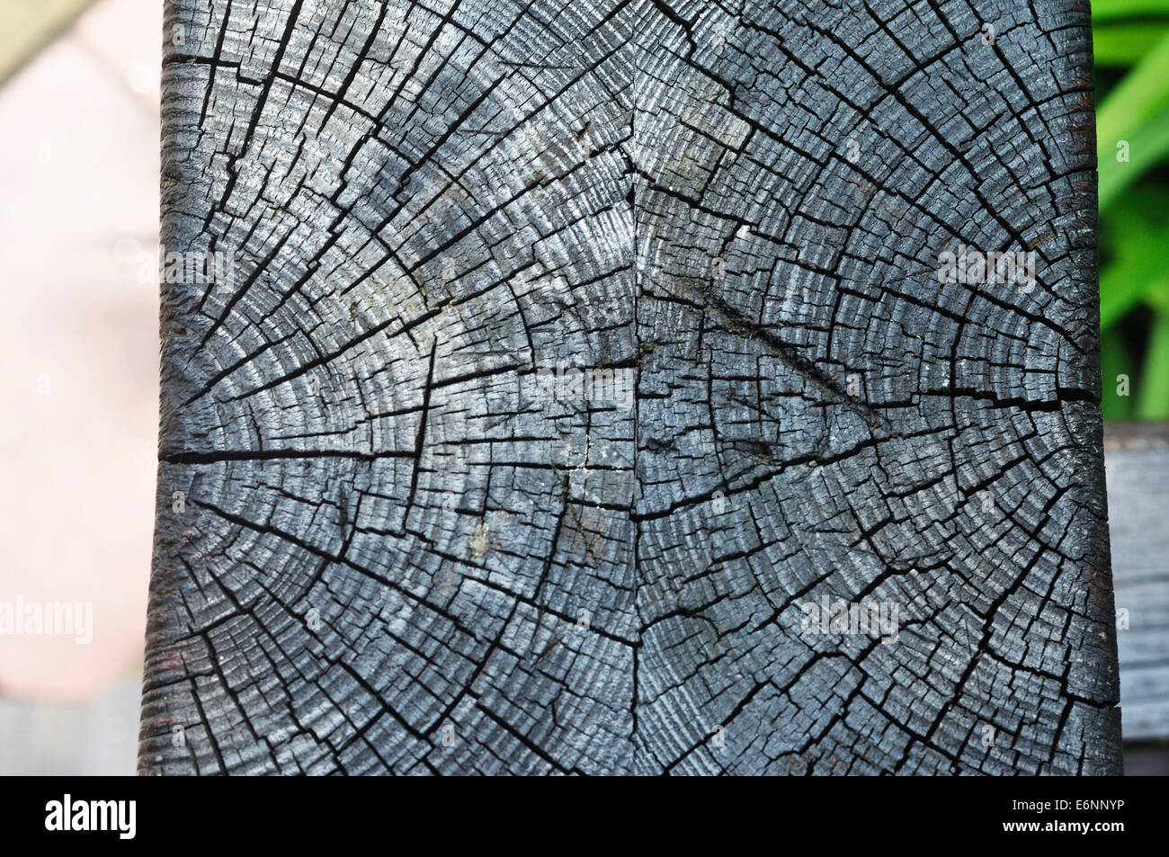 Tree rings above hi-res stock photography and images - Alamy