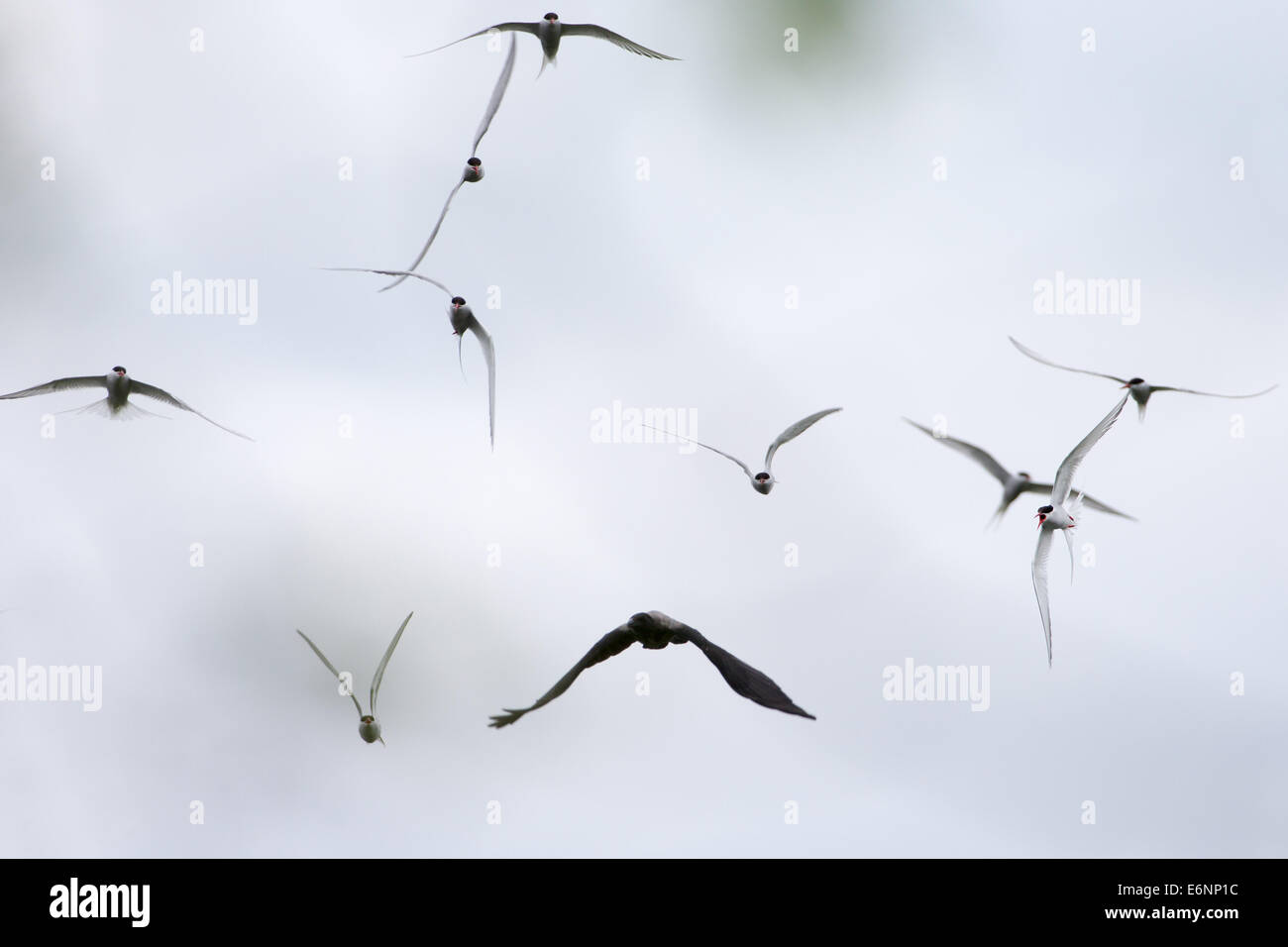 Terns aggression hi-res stock photography and images - Alamy