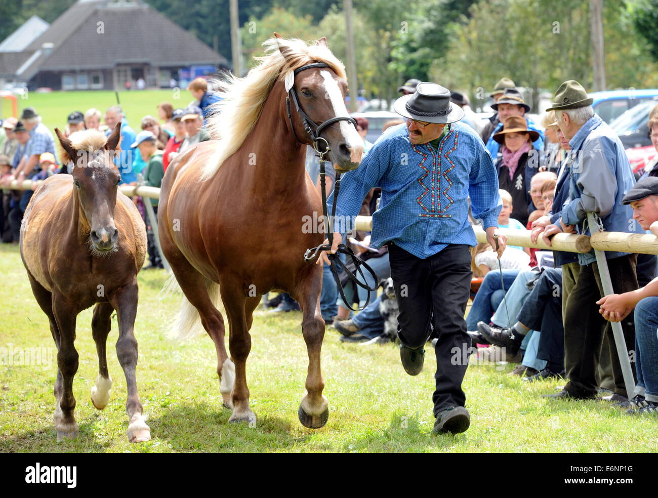 A participant of the tradtional presentation of foals of Black Forest ...