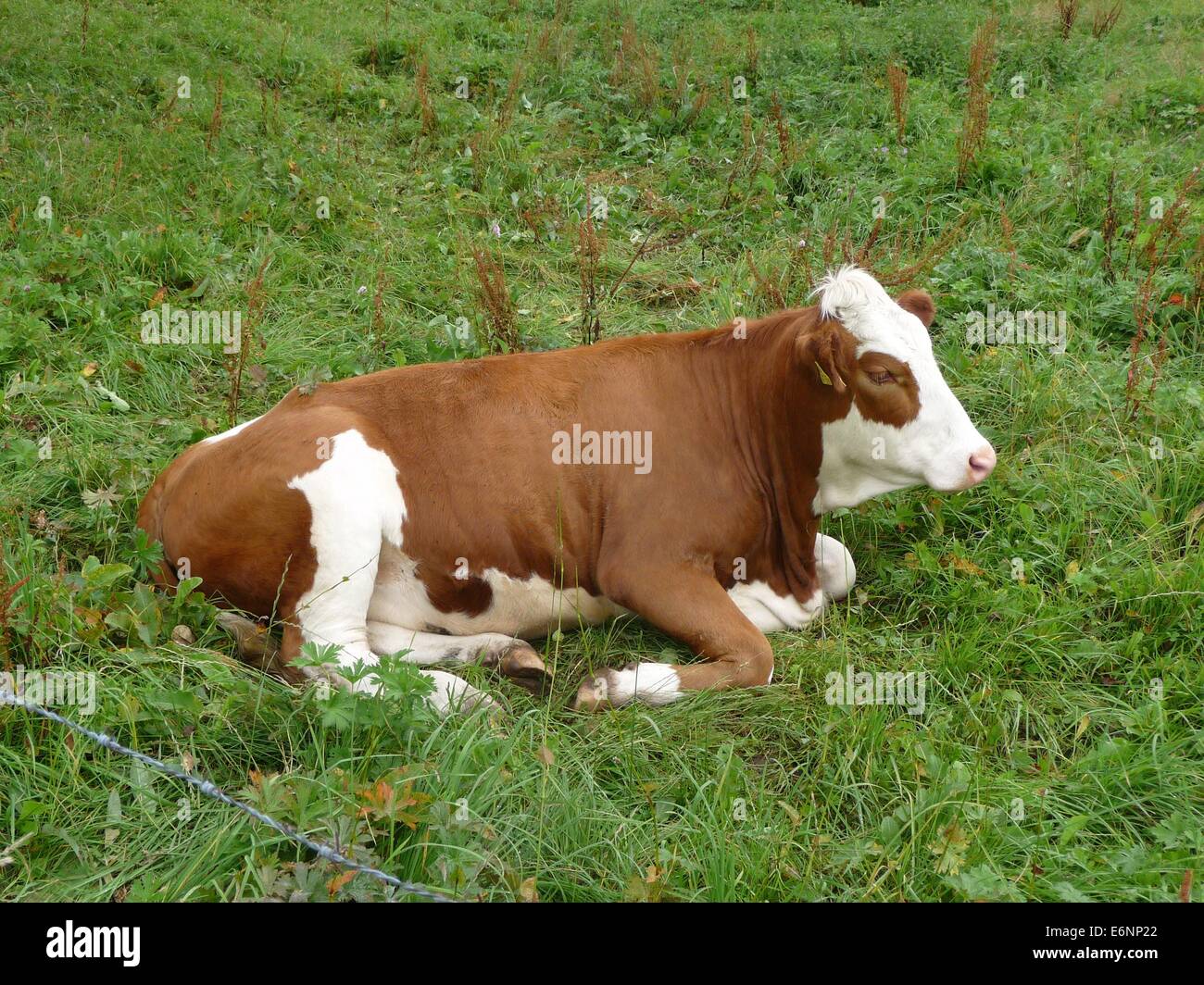 German Simmental cattle at Pferdskopf mountain in the mountain area ...