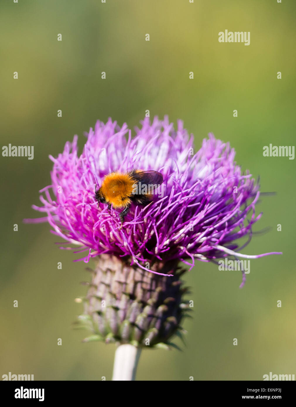 Bombus sp hi-res stock photography and images - Alamy