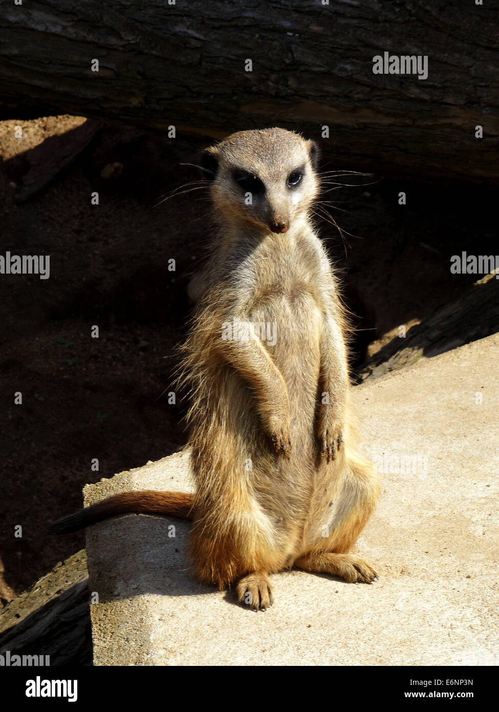 The Meerkat take a sunbath Stock Photo - Alamy