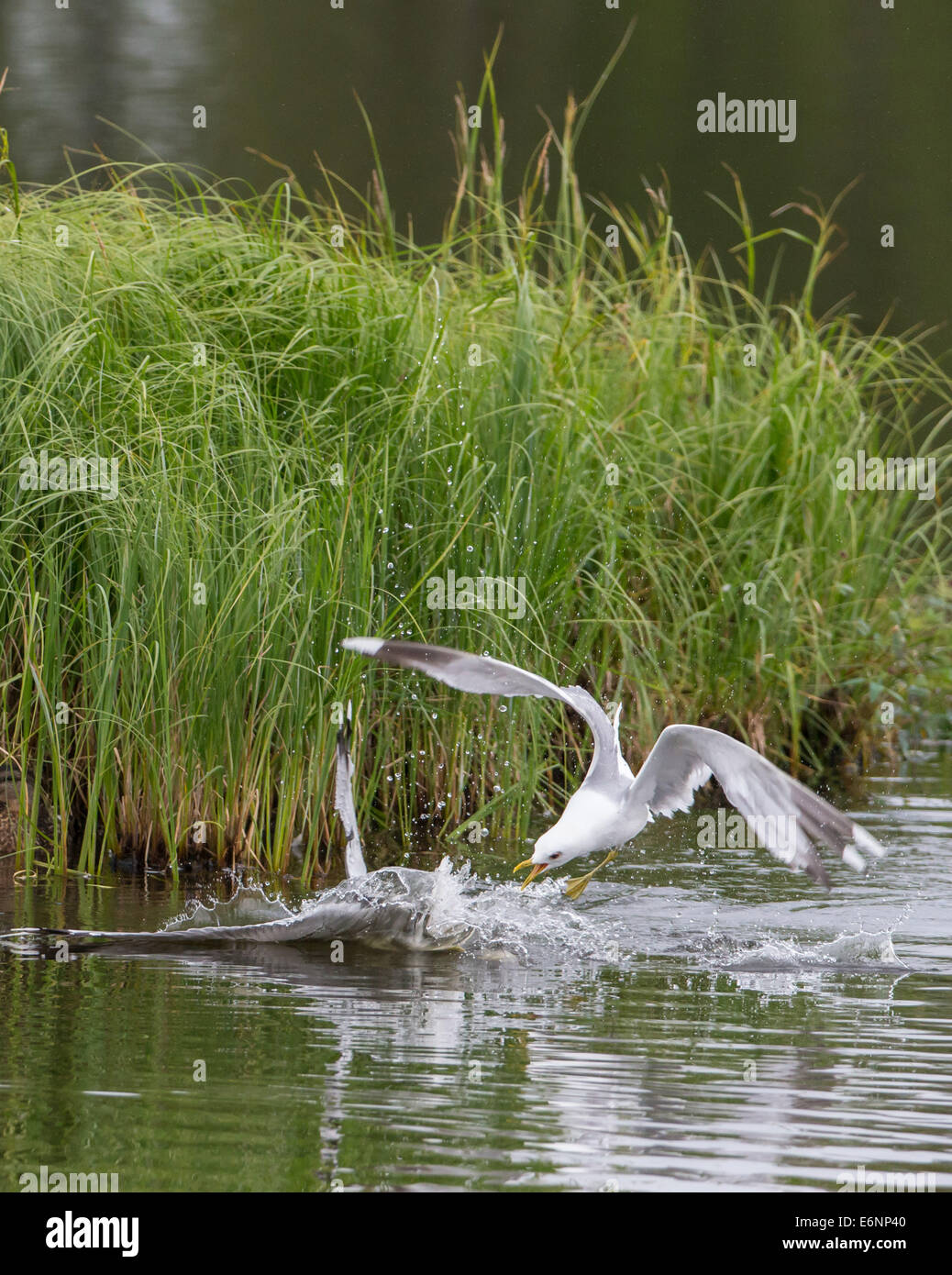 Common gulls in quarrel, Larus canus Stock Photo - Alamy