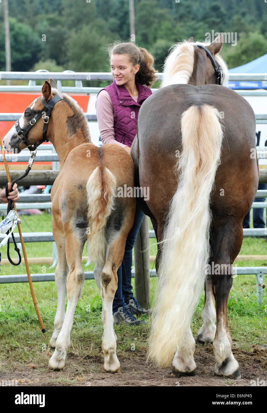 A participant of the tradtional presentation of foals of Black Forest ...