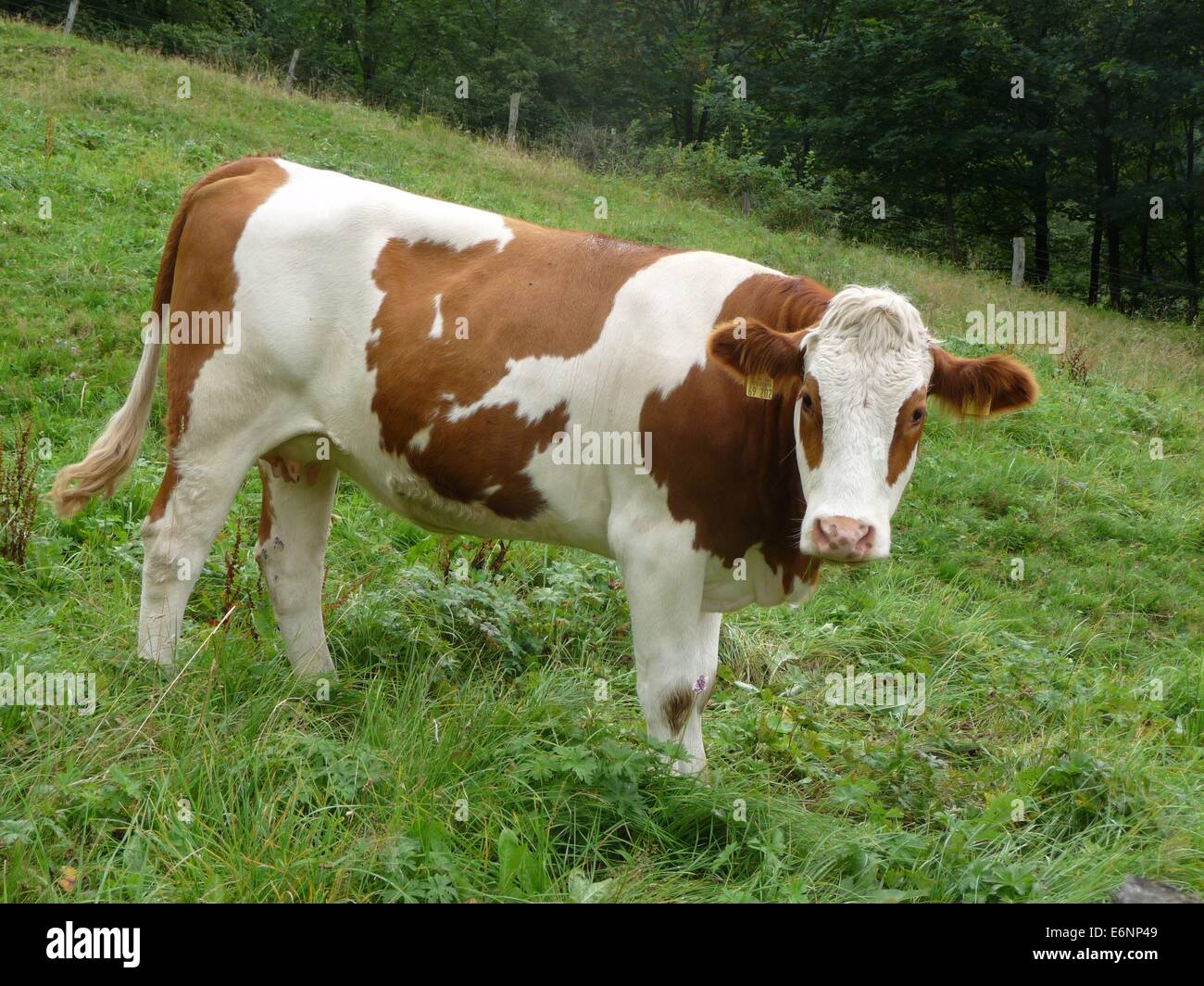 German Simmental cattle at Pferdskopf mountain in the mountain area ...