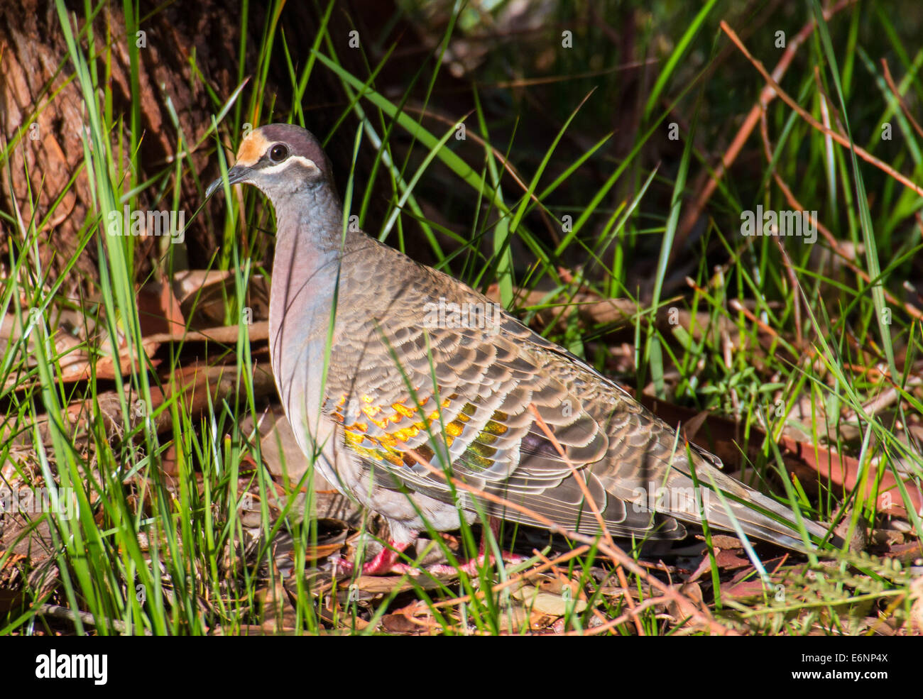 Brush Bronzewing, Phaps elegans Stock Photo - Alamy