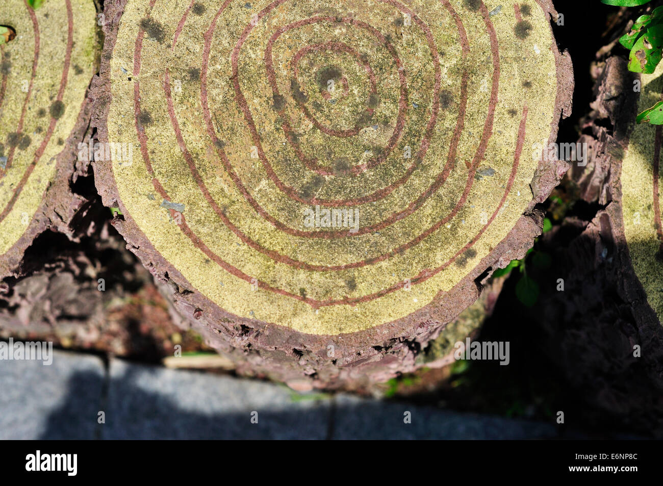 Tree rings above hi-res stock photography and images - Alamy