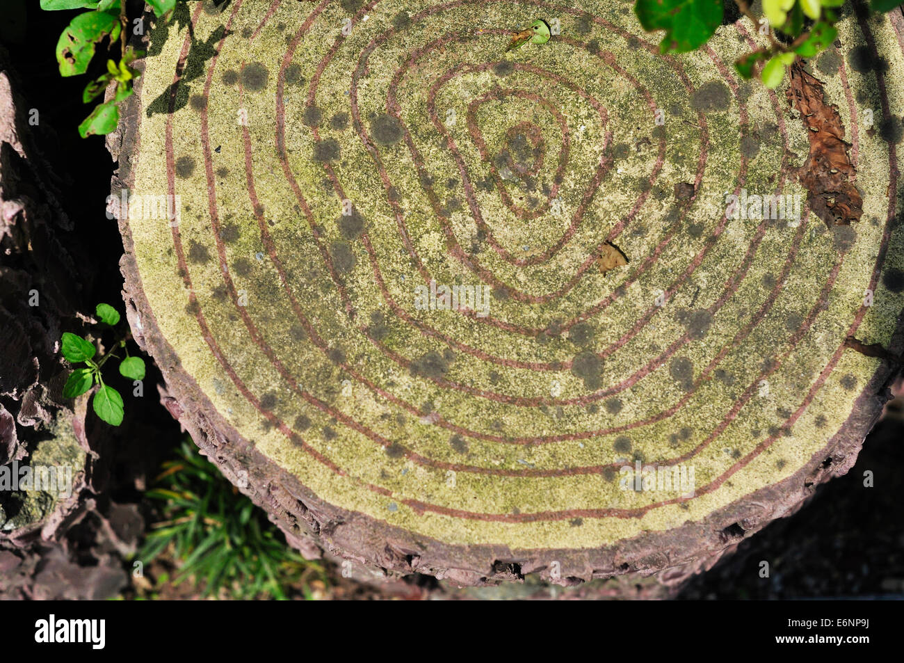 Tree rings above hi-res stock photography and images - Alamy