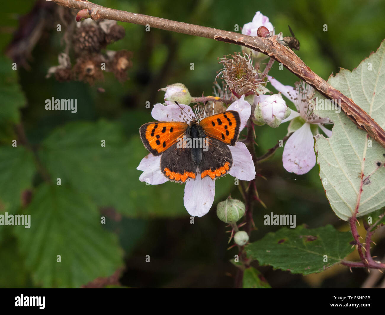 Small Copper butterfly on bramble flower Stock Photo - Alamy