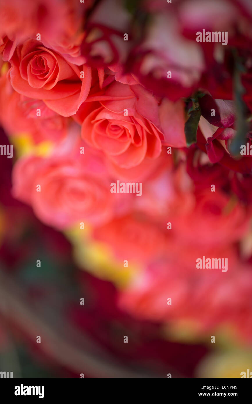 Beauty of roses Stock Photo - Alamy