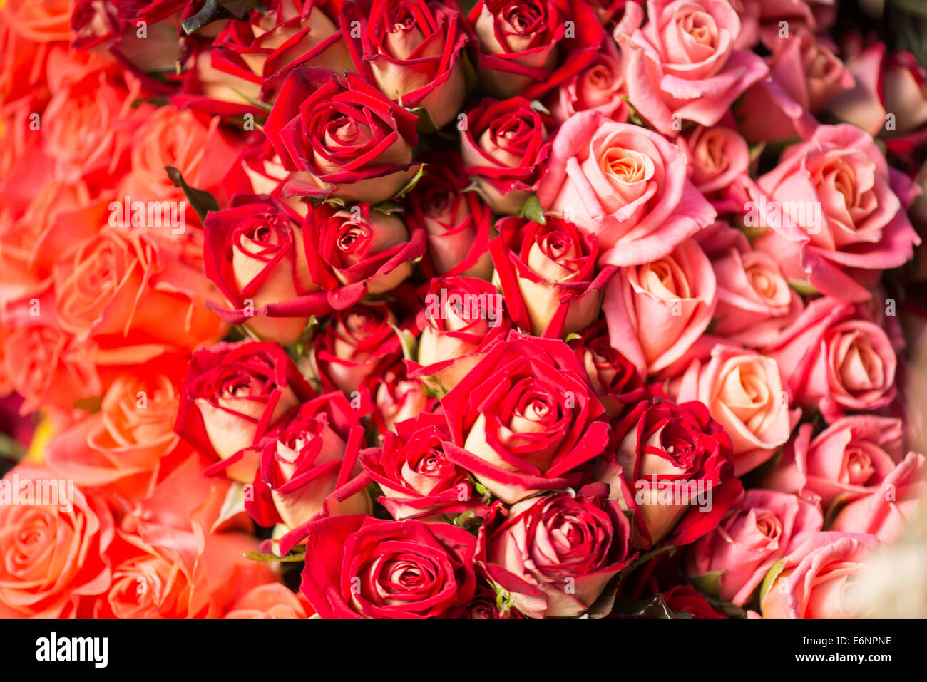Beauty of roses Stock Photo - Alamy