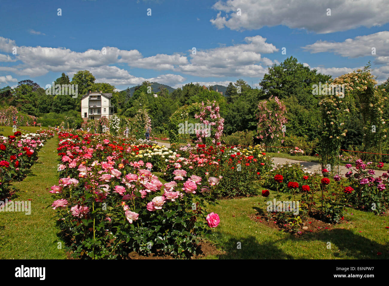 Rosen Baden Baden Stock Photos & Rosen Baden Baden Stock Images - Alamy