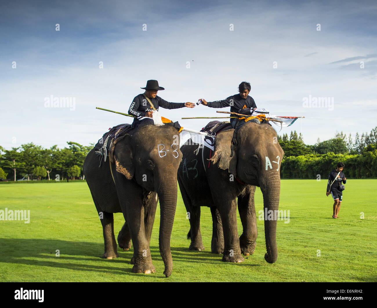 Elephant polo nepal hi-res stock photography and images - Alamy