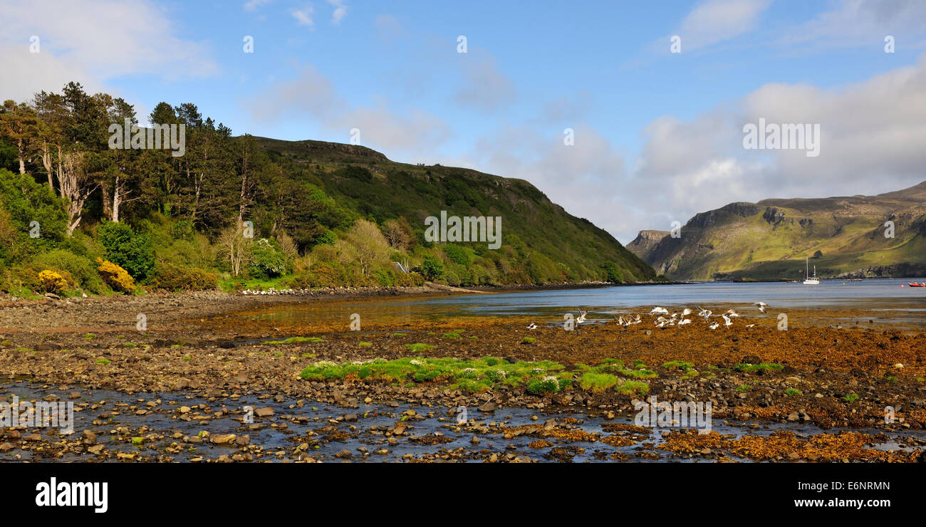 Seagulls taking flight in the far reaches of Portree bay, Isle of Skye ...