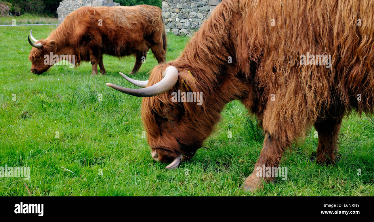 Highland cattle grazing near village hi-res stock photography and ...